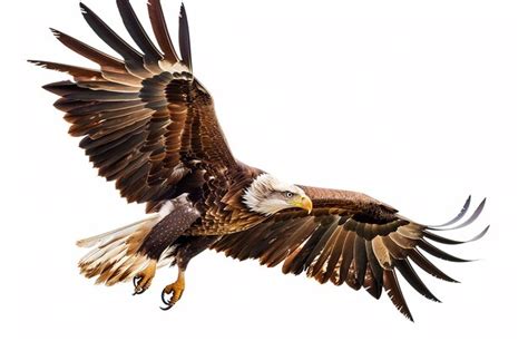Photography Of Eagle Bird On White Background Premium Ai Generated Image