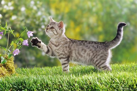 Nature Cat Wallpapers Top Free Nature Cat Backgrounds Wallpaperaccess