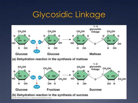Ppt Chapter 5 The Structure And Function Of Macromolecules Powerpoint Presentation Id 2396944