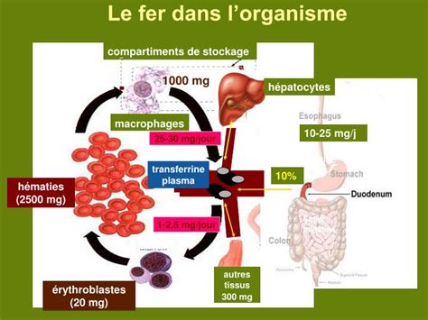 Ppt Anemies Et Traitement Powerpoint Presentation Id916272