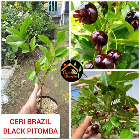 Bibit Tanaman Buah Cherry Ceri Brazil Grumichama Black Pitomba Lazada