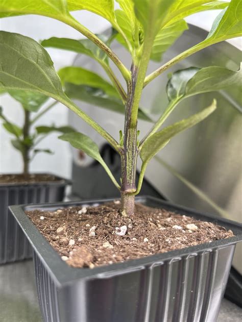 New To Peppers Am I An Idiot For Thinking Ohh Good They Got Some Color Beginning To Think The