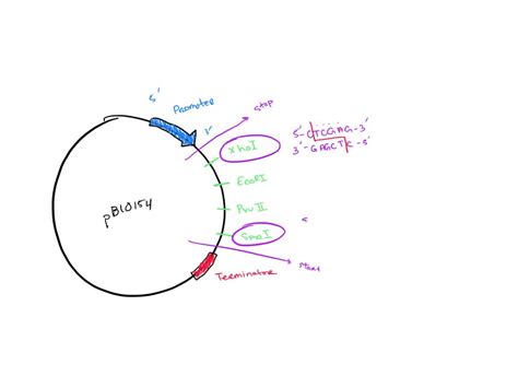 Solved Which Enzymes Would You Use To Cut The Dna Sequence And