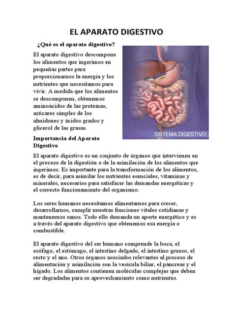 El Aparato Digestivo Para Niños Pdf Sistema Digestivo Humano