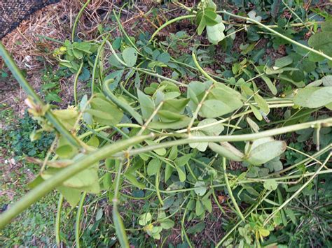 이 식물은 무슨 식물인가요콩과인지다른건지알려주세요 ㅣ 궁금할 땐 아하