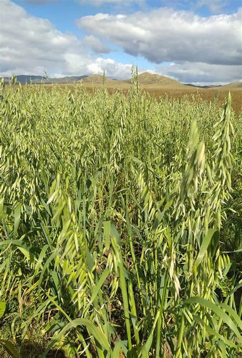 Ногоон тэжээл өвс худалдаа