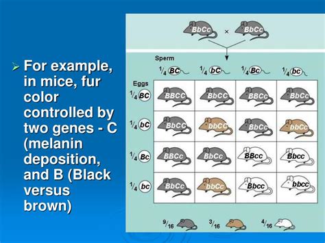 Ppt Exceptions To Mendelian Inheritance Powerpoint Presentation Free Download Id 329307