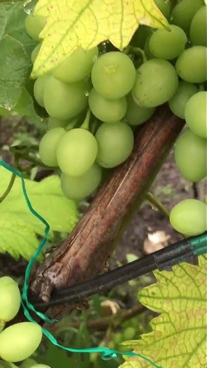 Слепые вожди слепых 🕺🏻💃🏻🐣 Youtube