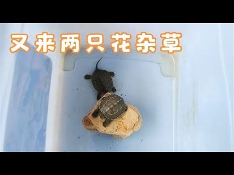 继续开箱两只花龟苗子 YouTube