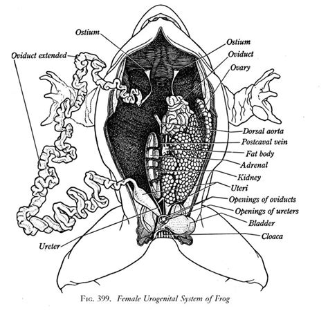 Female Frog Urogenital System Diagram Labeled At Page Koenig Blog