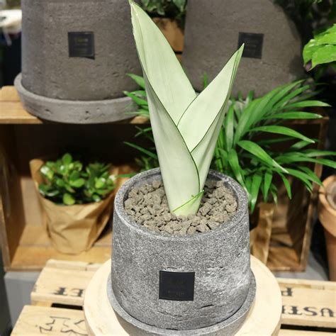 아이린플라워롯데백화점잠실점 요 예쁜 아이는 달빛처럼 빛 나는 잎을 가졌다고 해서 붙여진 이름