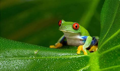 Do Tree Frogs Hibernate Vital Frog