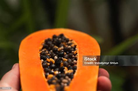 배경에 녹색 식물씨앗이 있는 잘 익은 파파야의 절반을 들고 있는 남성 손 달콤한 파파야 조각 반으로 자른 파파야 건강한 이국적인 과일 채식 음식 0명에 대한 스톡 사진 및