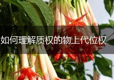 如何理解质权的物上代位权