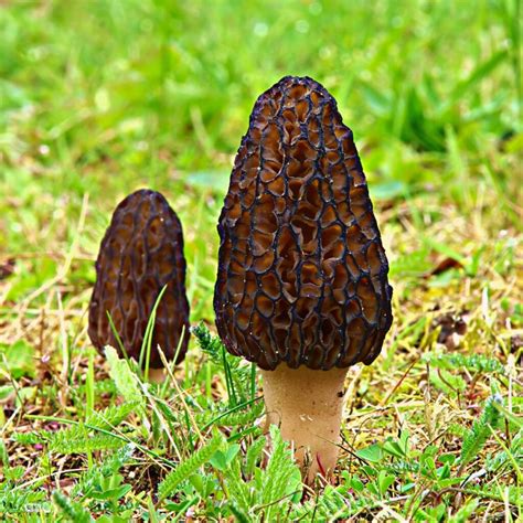 Morel Mushroom Identification What To Look For And What To Avoid