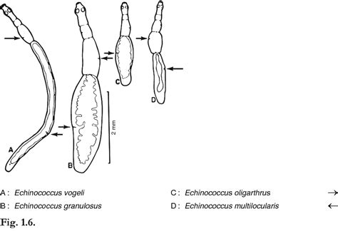 Echinococcus Granulosus Labeled
