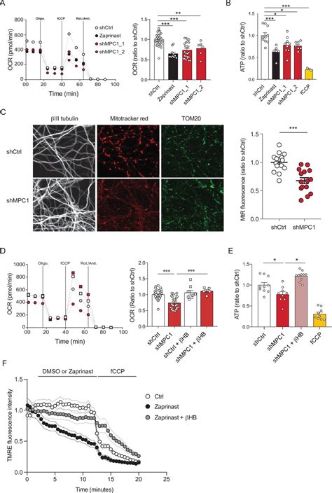 Figures And Data In Paradoxical Neuronal Hyperexcitability In A Mouse Model Of Mitochondrial