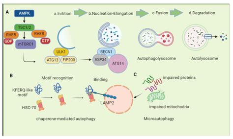 Biomolecules Free Full Text Autophagy In Atherosclerotic Plaque
