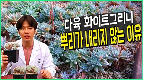 다육이 화이트그리니 뿌리가 내리지 않는이유 여름철 다육이키우기 휴면기 Youtube