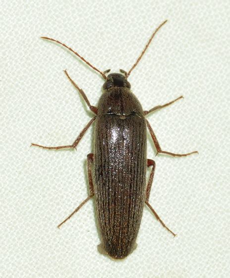 Synchroa Punctata Bugguide Net