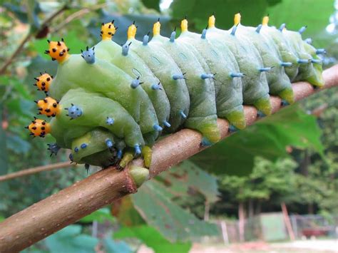 Types Of Caterpillars With Helpful Identification Chart And Pictures Eathappyproject