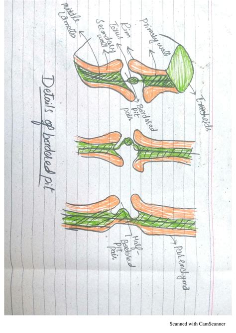 Solution Cell Cell Wall Structure Of Cell Wall Chemical Strucrure Of Cell Wall Types Of Cell