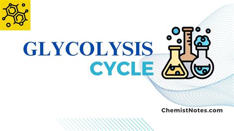 Glycolysis Cycle Definition 10 Steps Reactions Chemistry Notes