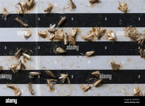 Moth Killer 8 Times Clothes Moth Trap With Hook And Adhesive Surface