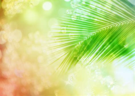 🔥 50 Palm Leaf Wallpapers Wallpapersafari