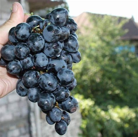 Kintsvisi Marani ყინწვისის მარანი Kintsvisi