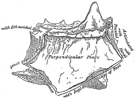 4 9 Endoscopic Ethmoidectomy Fess Surgical Technique Medicine Libretexts