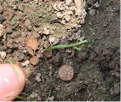 Weather Conditions Prime For White Mold Risk In Soybeans Michigan