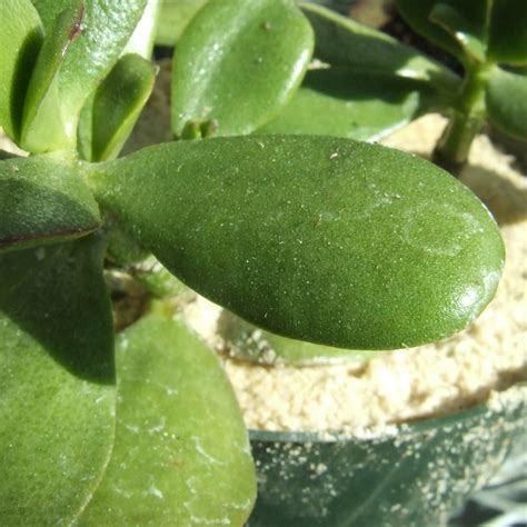 Waxy Leaved Plant