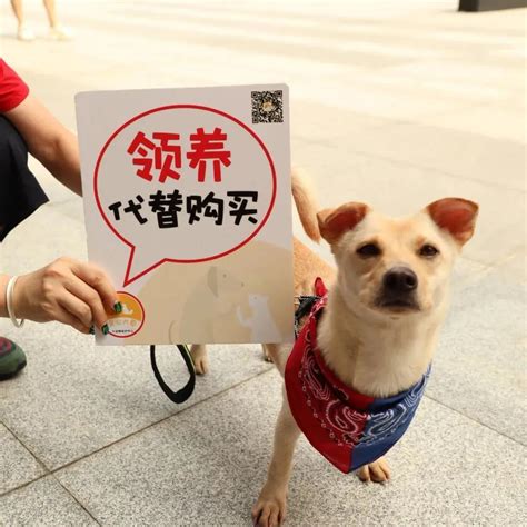 领养日活动11月21 22日坪山益田假日世界 第11届深圳国际宠物用品展览会