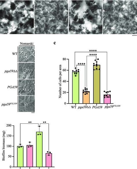Pga59 V3233n Impairs Adhesion On Biotic And Abiotic Surfaces As Well
