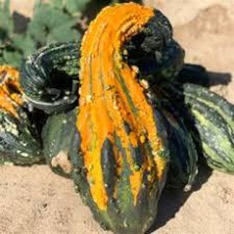 Gourds Ornamental Large And Small Mix 15 Etsy