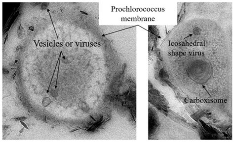 Bio Aerosols Negatively Affect Prochlorococcus In Oligotrophic Aerosol