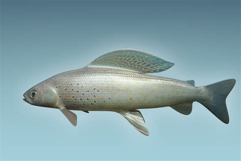 Grayling Fish 3d Model 49 Max Fbx Ma Obj Free3d