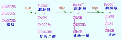 脂肪动员 360百科