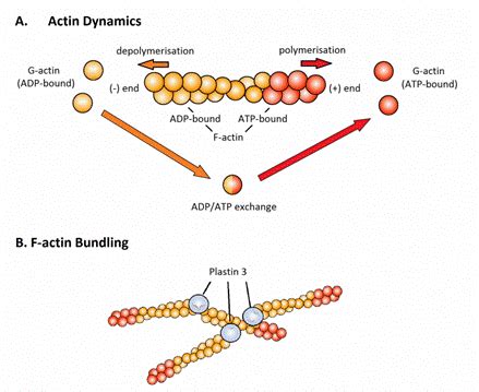 您不曾了解系列 2 ：活细胞微丝f Actin染色（ 兼容固定细胞） 每日生物评论
