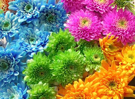 Colors Of Different Flowers