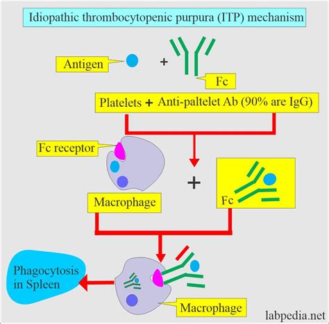 Platelet Disorder Thrombocytopenia Ttp Itp Hit Im