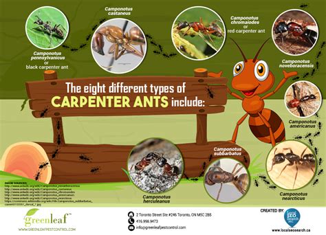 Carpenter Ants What Homeowners Need To Know About These Pests GreenLeaf Pest Control