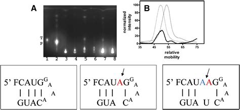 Non Nearest Neighbor Dependence Of The Stability For RNA Group II Single Nucleotide Bulge Loops