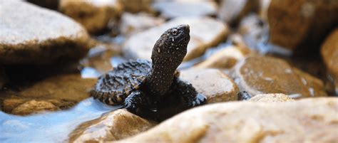 Mercury And Agriculture Skew Snapping Turtle Sex Ratios The Wildlife