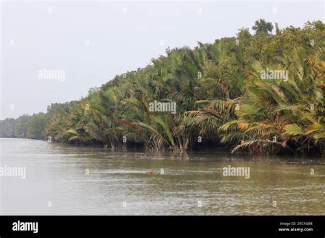 Typical Nipa Palm Nipa Fruticans This Photo Was Taken From Sundarbans National Park