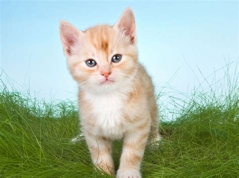 عکس گربه اسفند