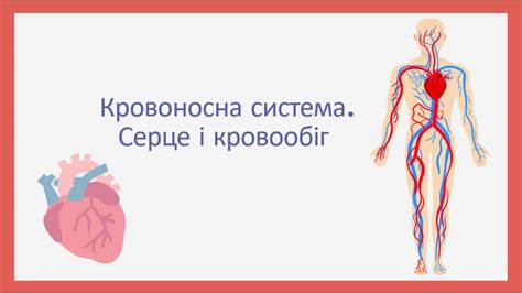 Кровоносна система людини Серце та кровообіг Youtube