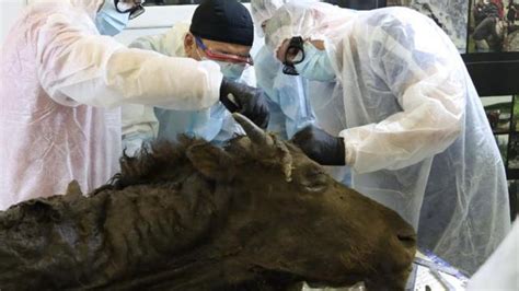 Scientists Consider Cloning Ancient Bison Dates Back 9000 Years Ago