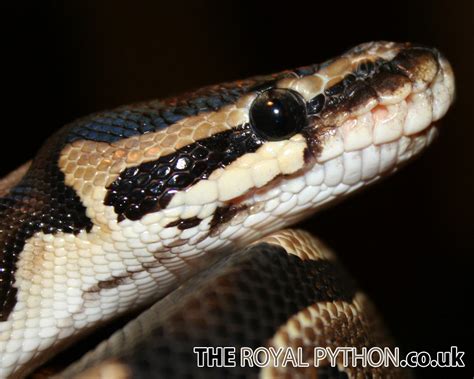 Royal Python Downloads The Royal Python Co Uk Royal Python Care Sheet Royal Python Facts